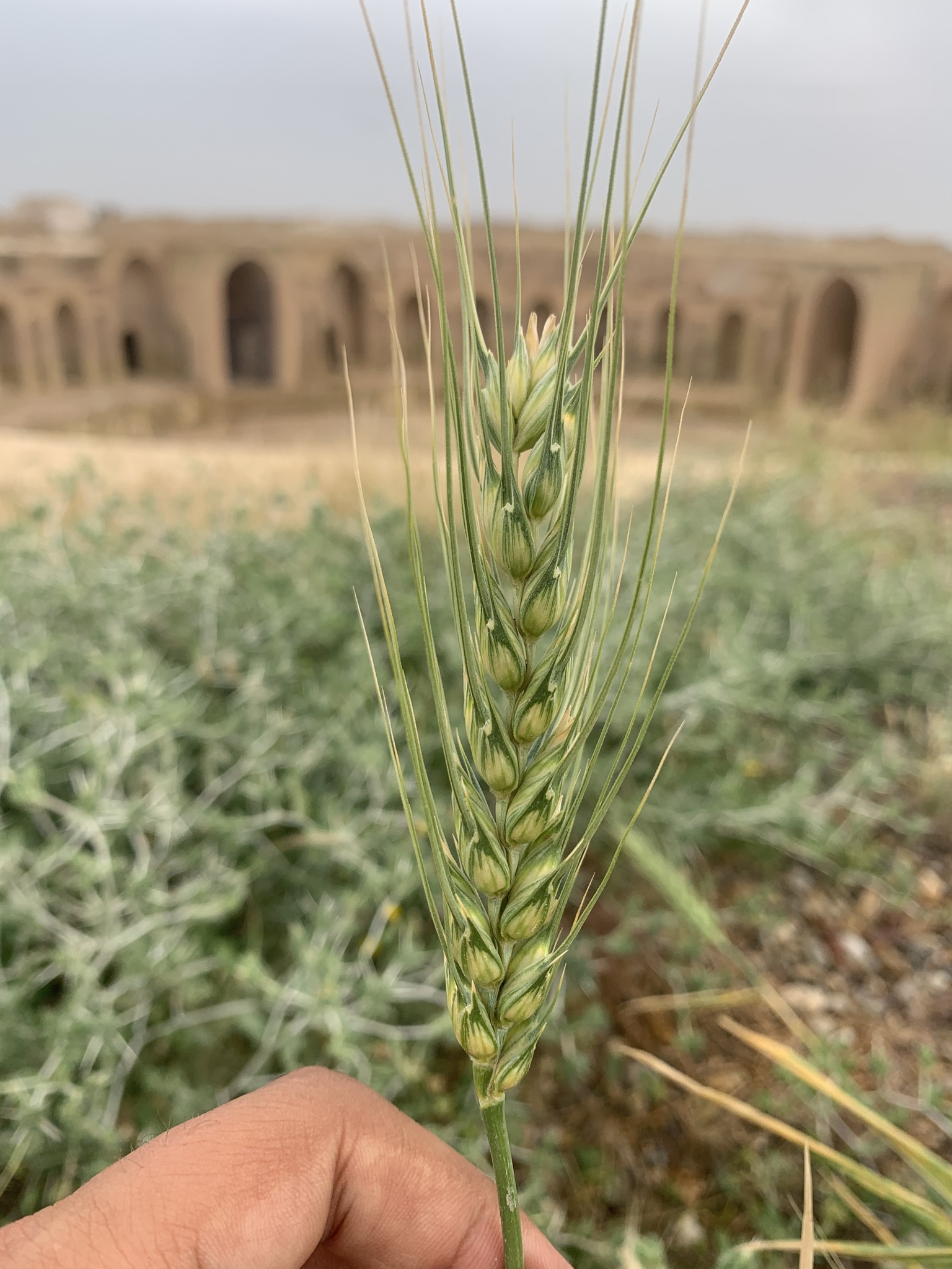 Triticum aestivum L.