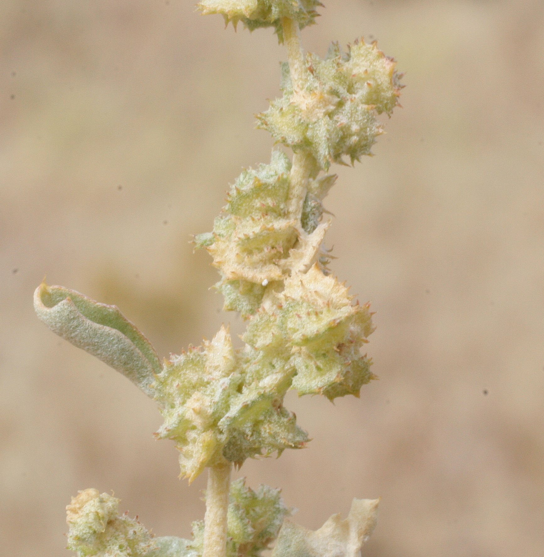 Atriplex semilunaris Aellen
