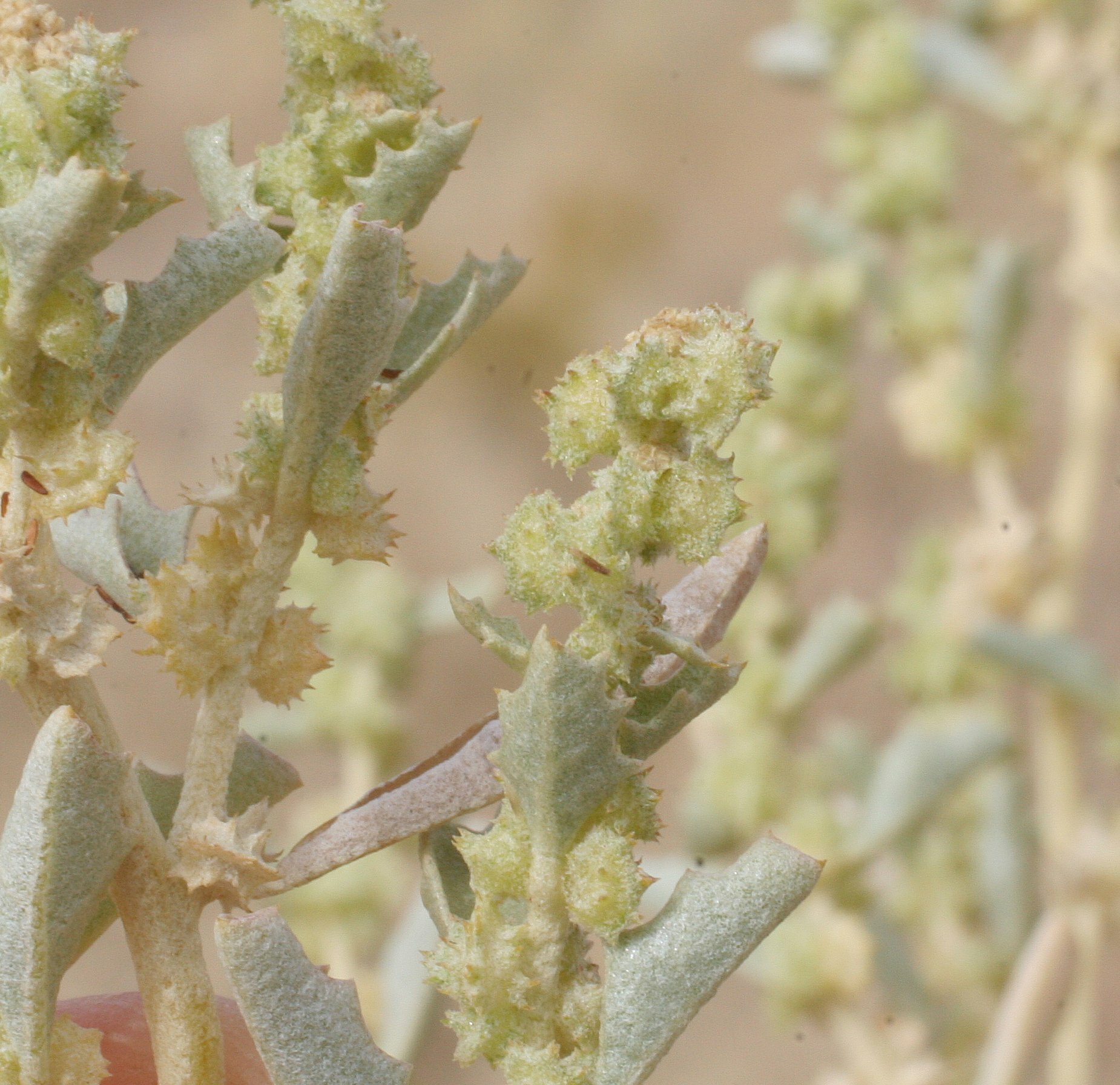 Atriplex semilunaris Aellen