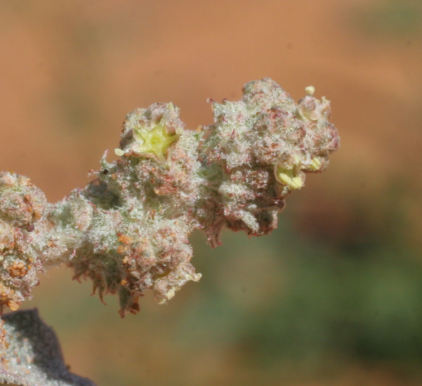 Atriplex semilunaris Aellen