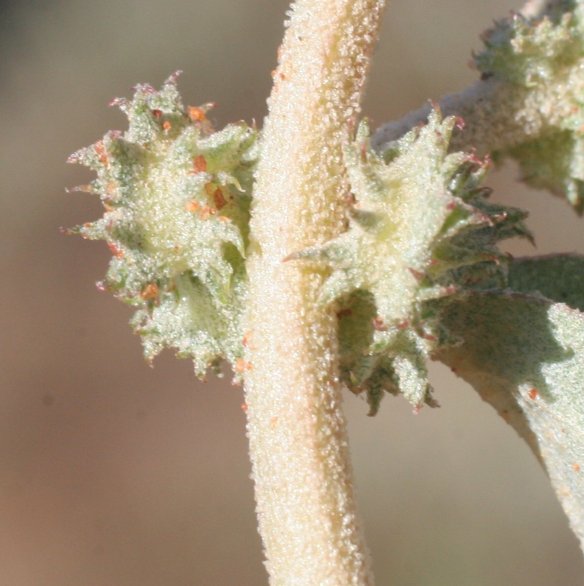 Atriplex semilunaris Aellen