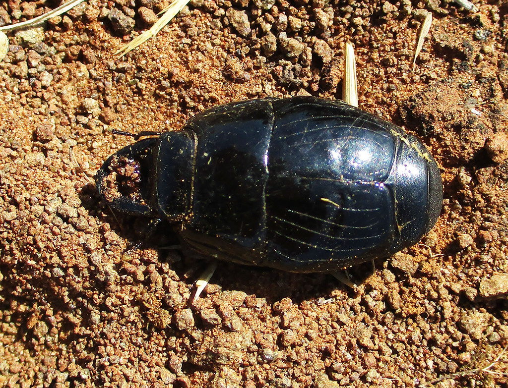 Pactolinus from Serowe on April 24, 2023 by Botswanabugs. in cow dung ...