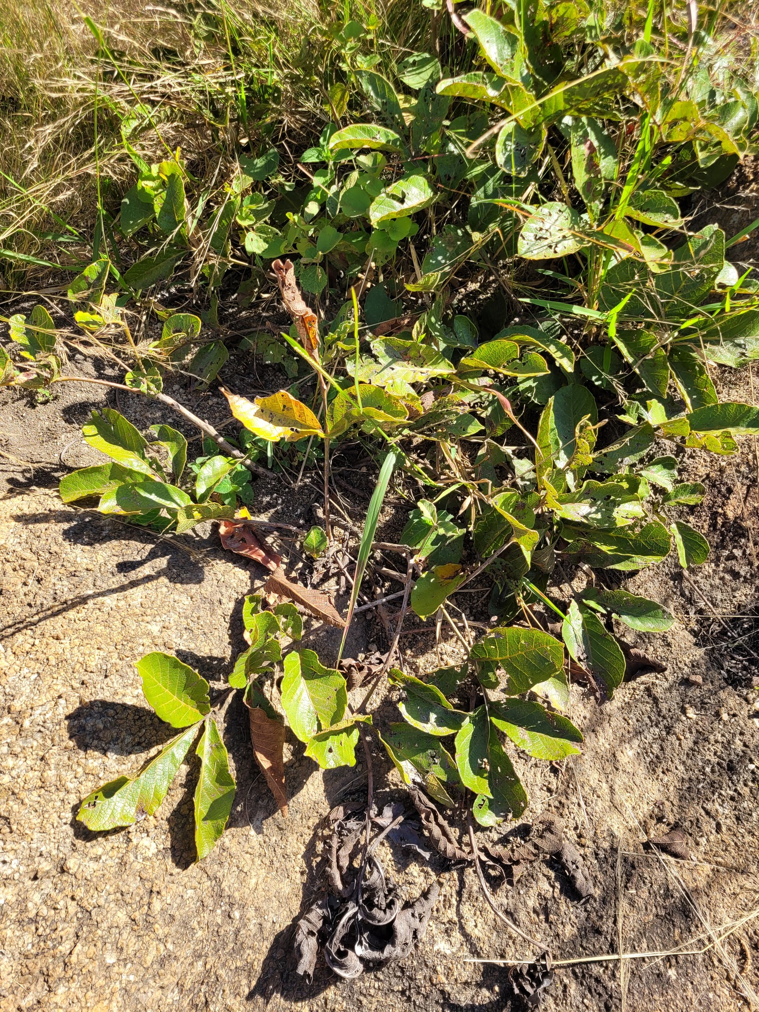 Lannea edulis (Sond.) Engl.