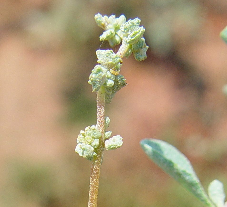 (Atriplex eremitis) - Botanical Realm
