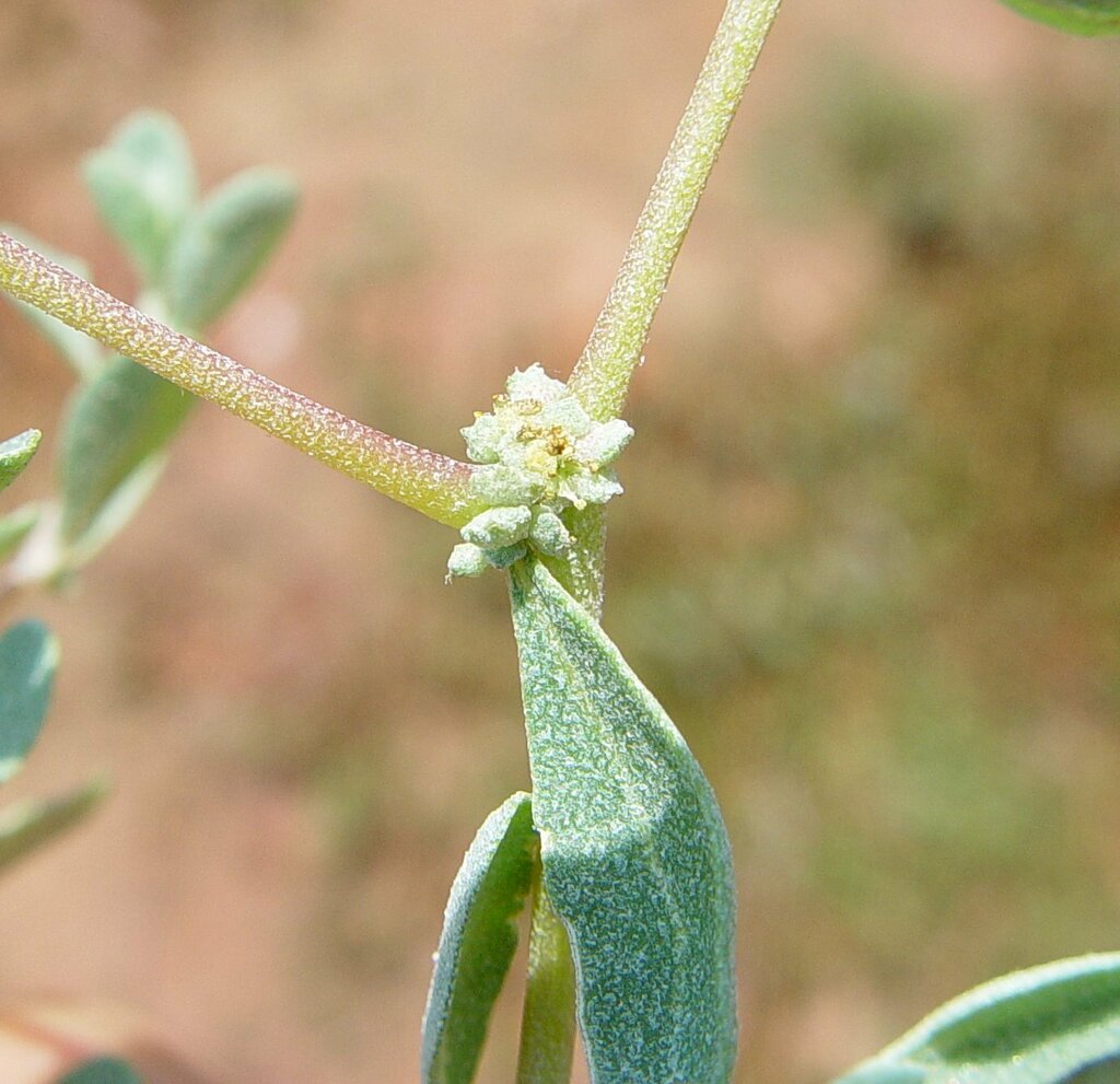 (Atriplex eremitis) - Botanical Realm