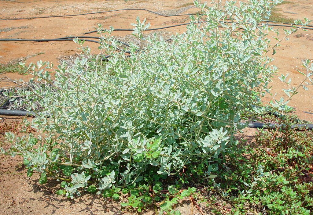 (Atriplex eremitis) - Botanical Realm