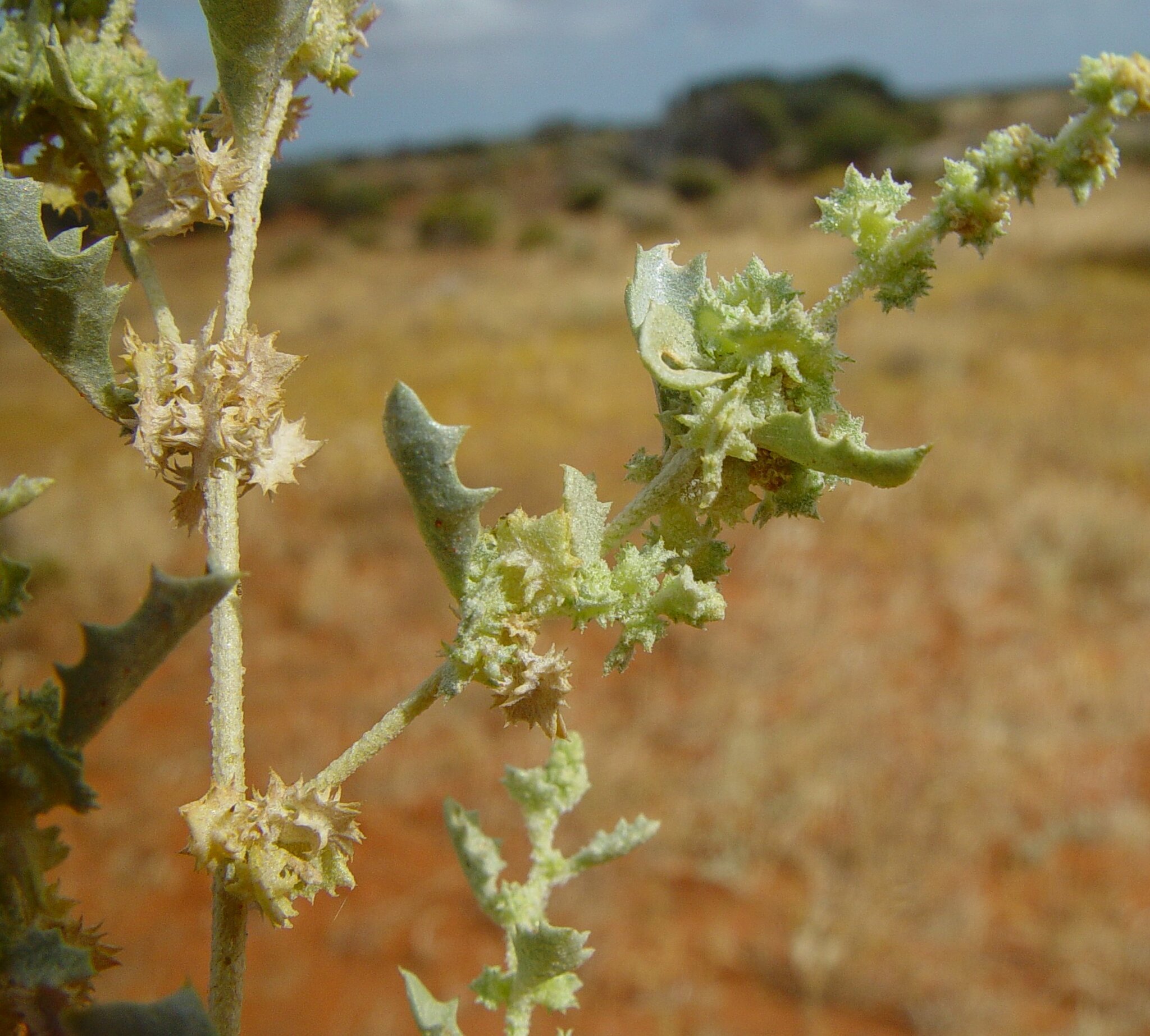 Atriplex semilunaris Aellen