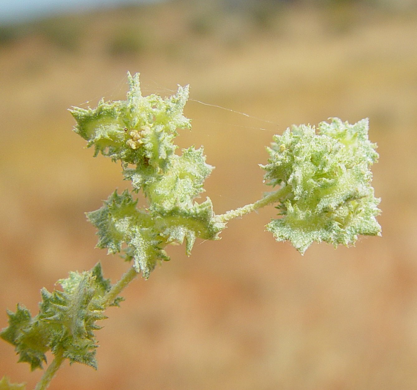 Atriplex semilunaris Aellen