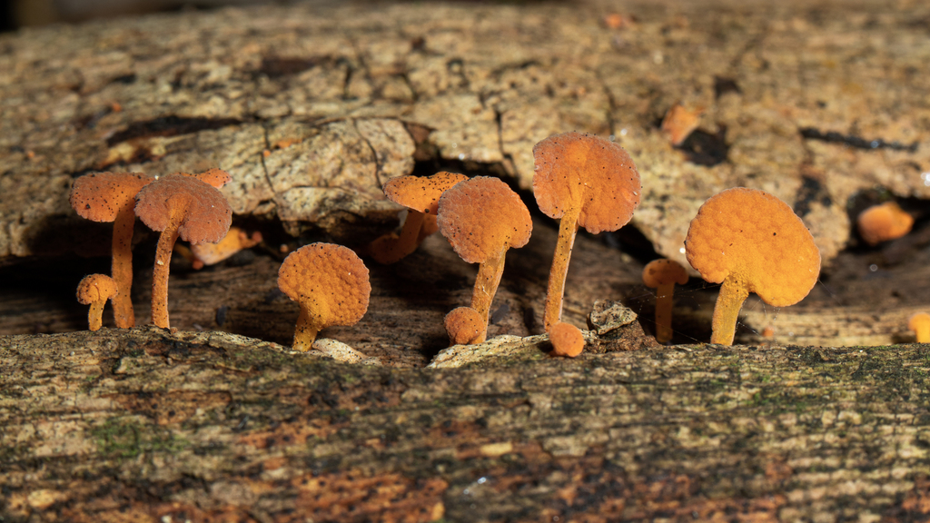 orange pore fungus from Australia; Victoria; Main Ridge; Baldry's ...