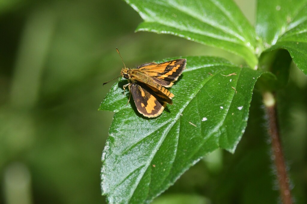 Wide-brand Grass-dart from Sunshine Coast QLD, Australia on April 25 ...