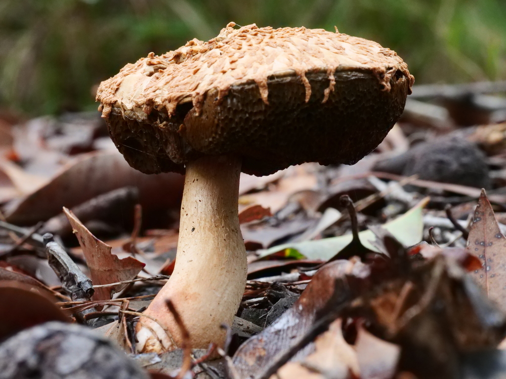 Boletellus ananiceps from Denmark WA 6333, Australia on April 25, 2023 ...