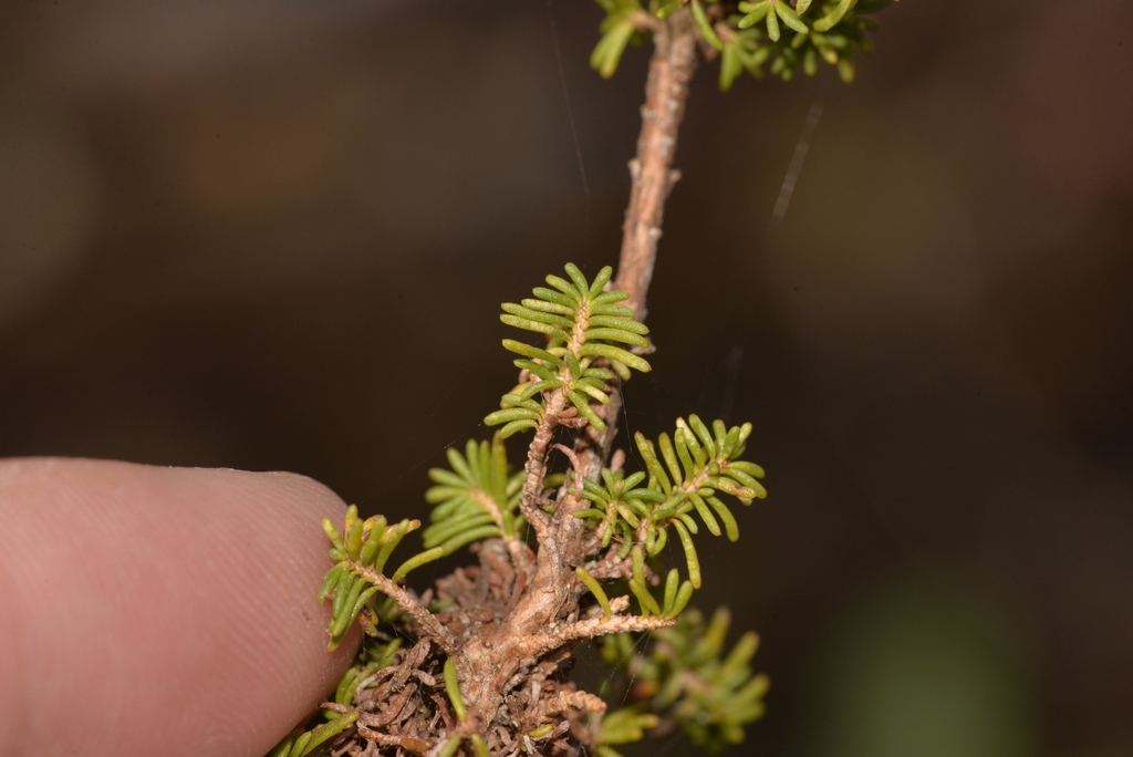 Camphor Myrtle from Perth WA, Australia on April 11, 2023 at 08:53 AM ...