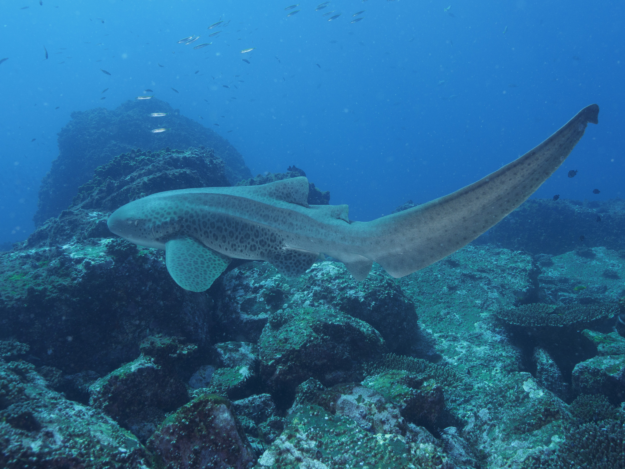 Stegostoma fasciatum (Hermann, 1783)