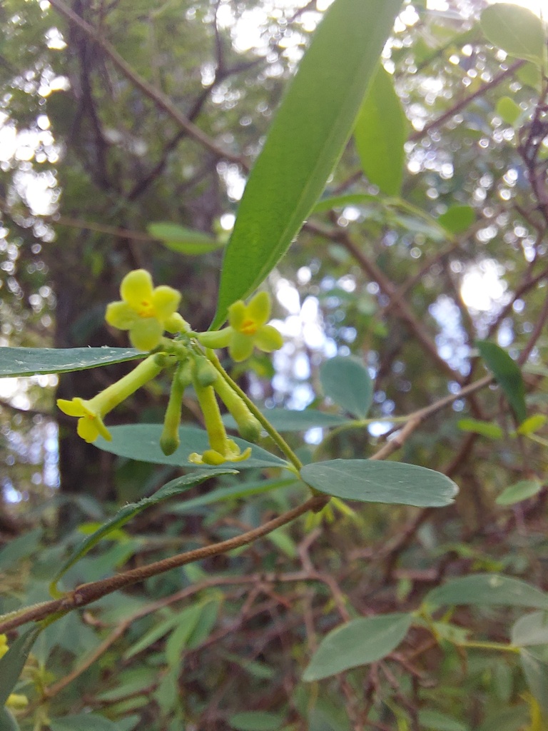 Bootlace Plant from Crows Nest QLD 4355, Australia on April 23, 2023 at ...