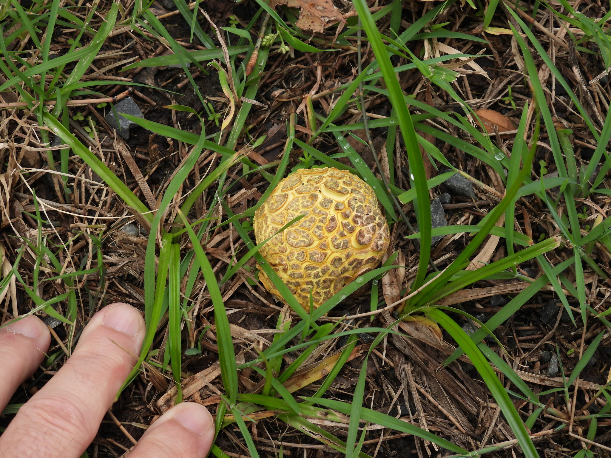 Scleroderma cepa Pers.