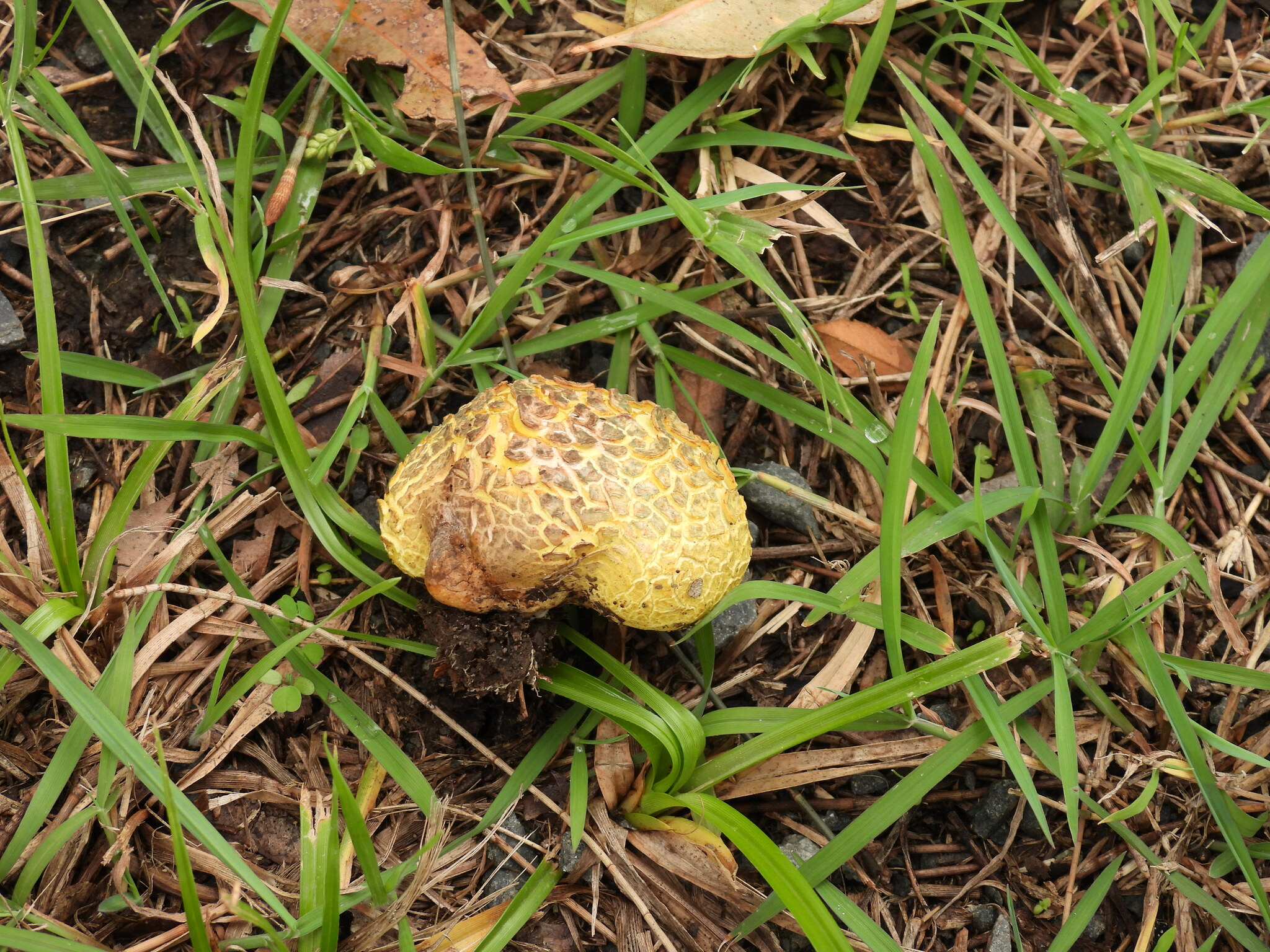 Scleroderma cepa Pers.