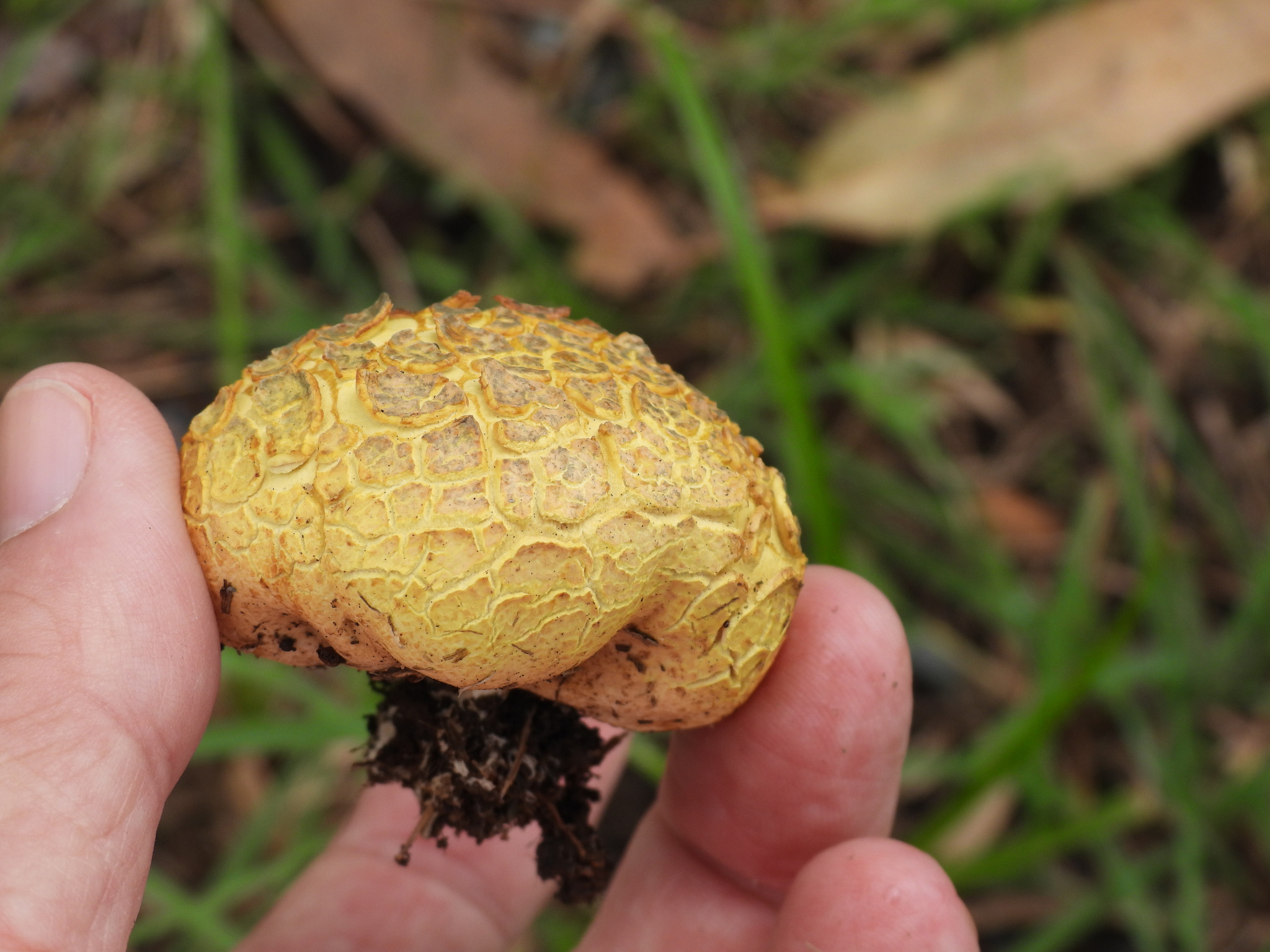 Scleroderma cepa Pers.