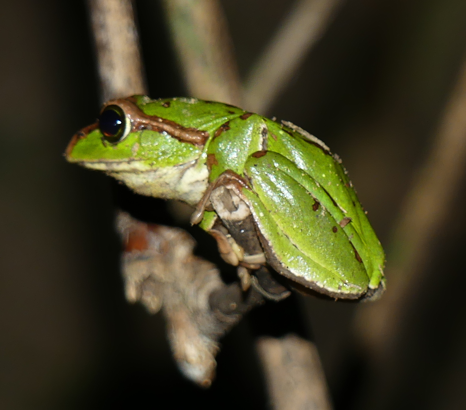 Hyla annectans (Jerdon, 1870)
