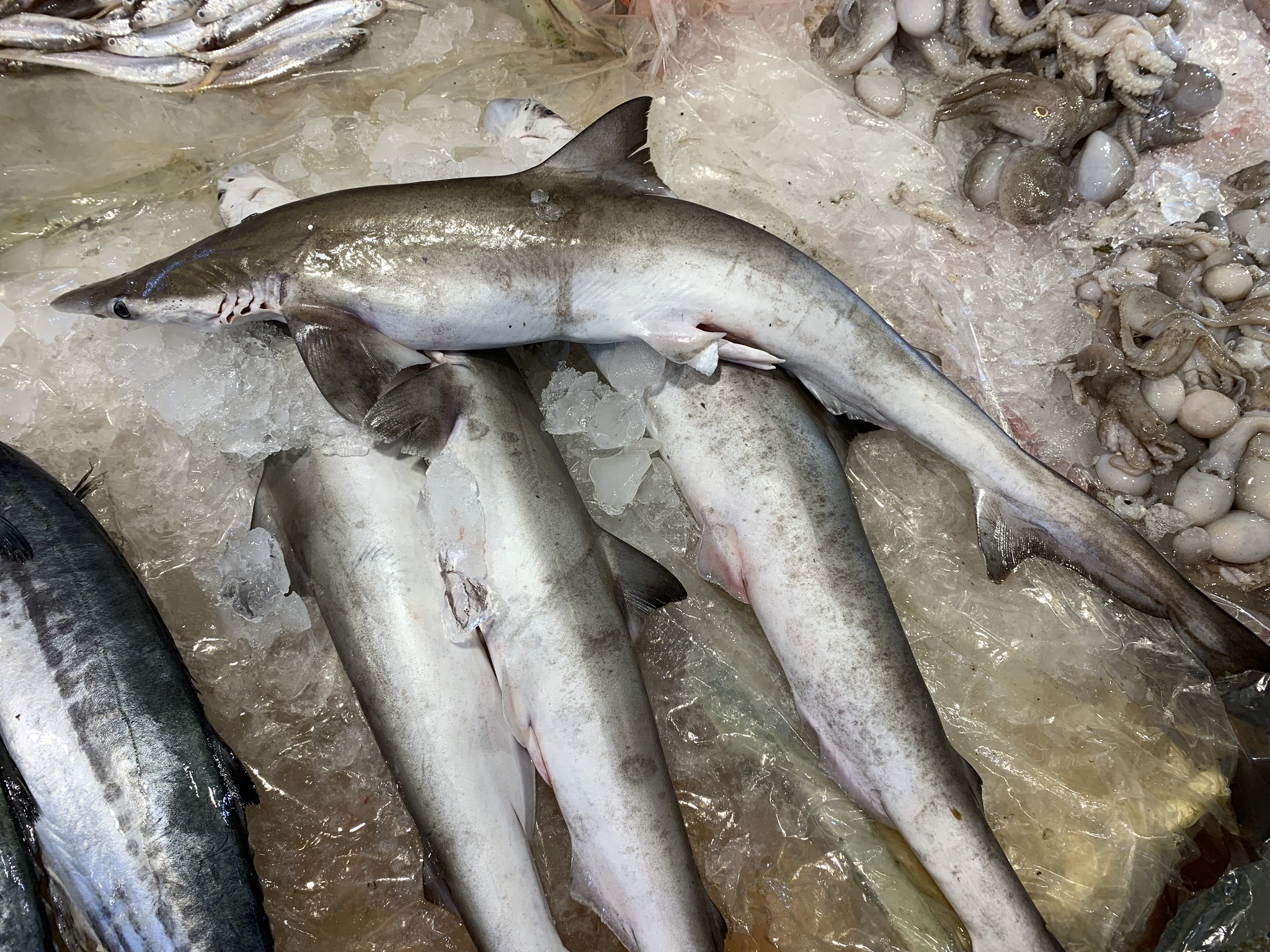 Scoliodon Müller & Henle, 1837