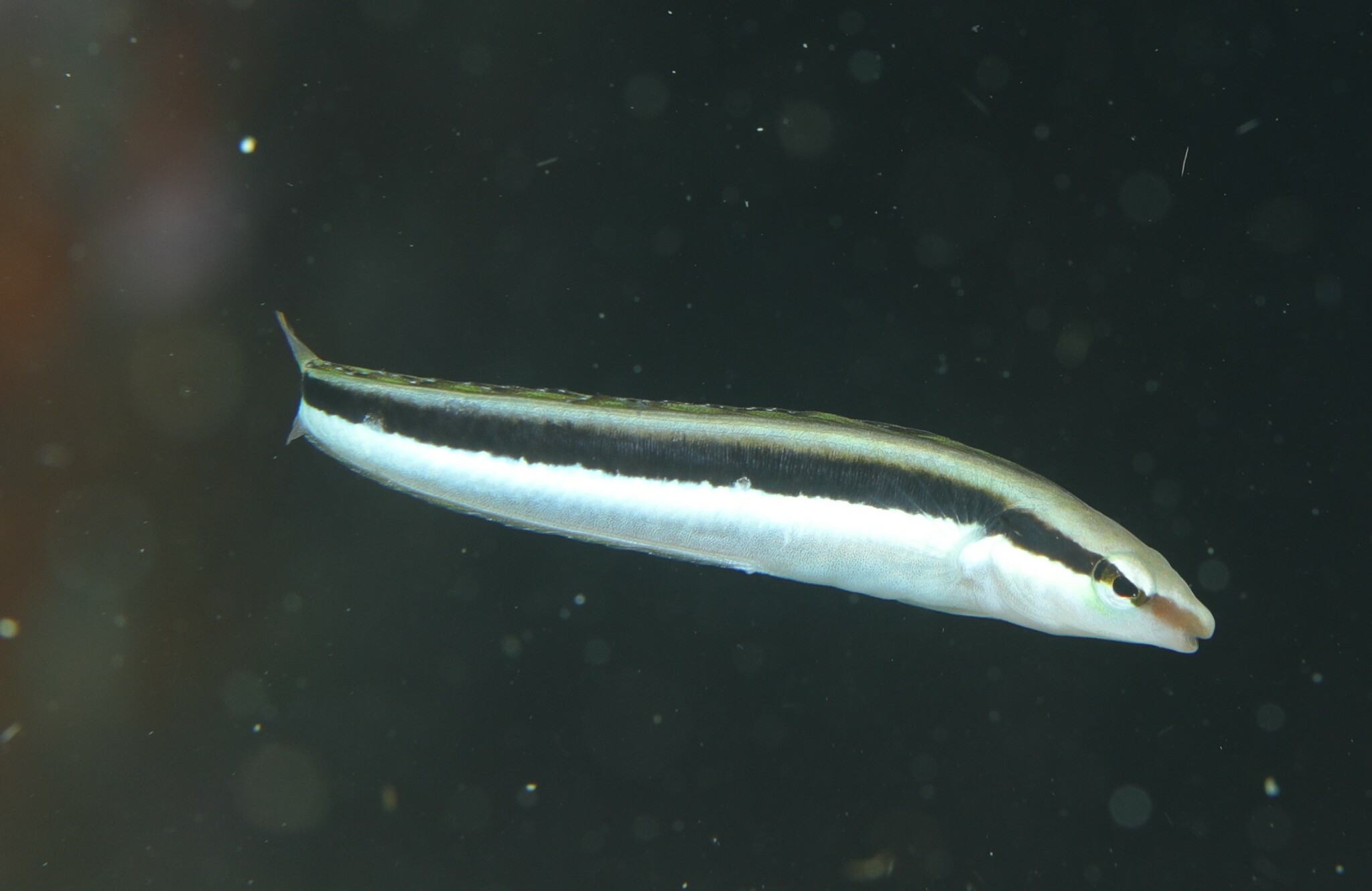 Aspidontus dussumieri (Valenciennes, 1836)