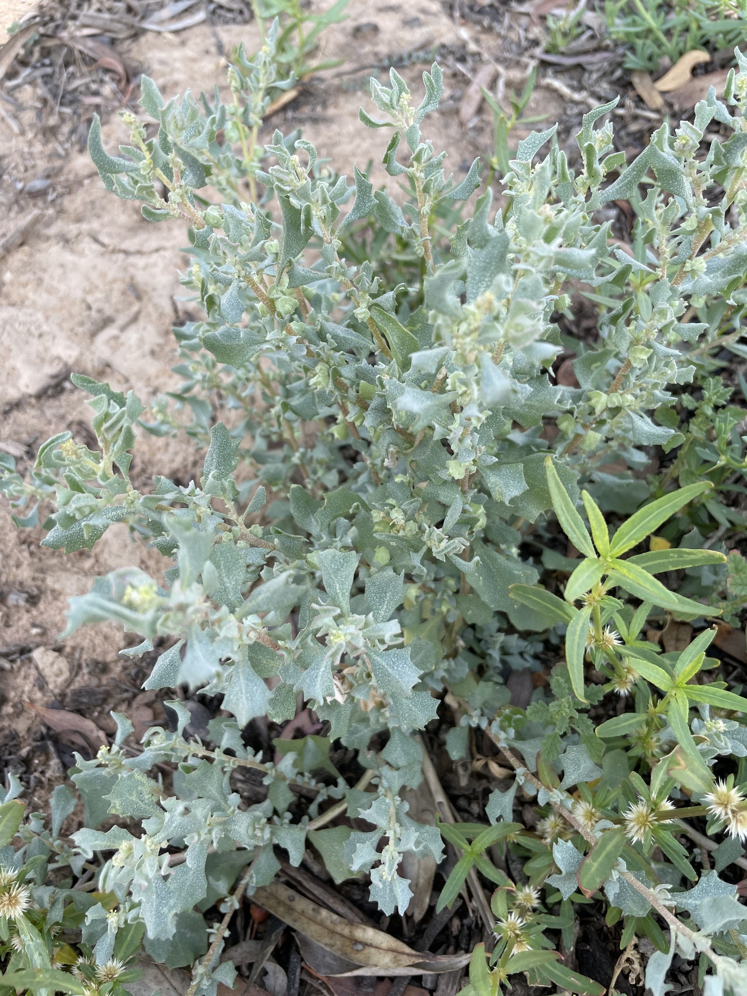 Atriplex lindleyi Moq.