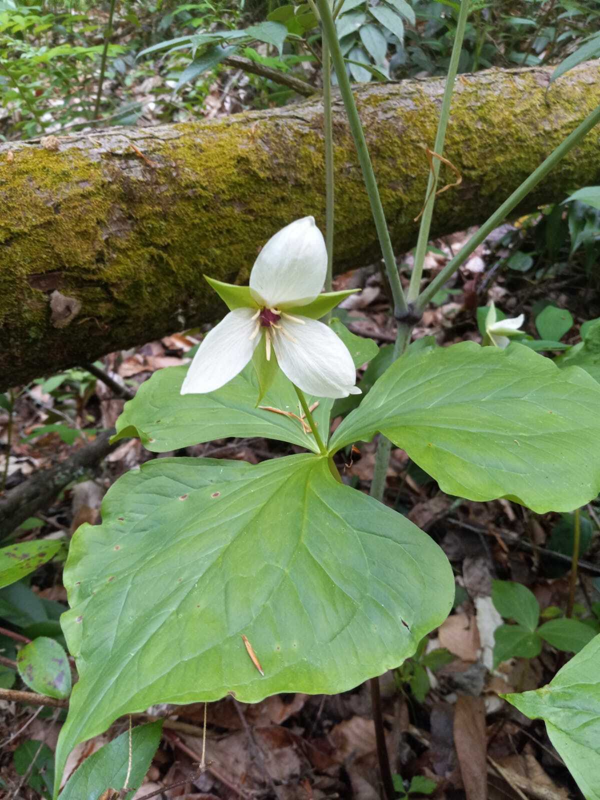 Trillium simile Gleason