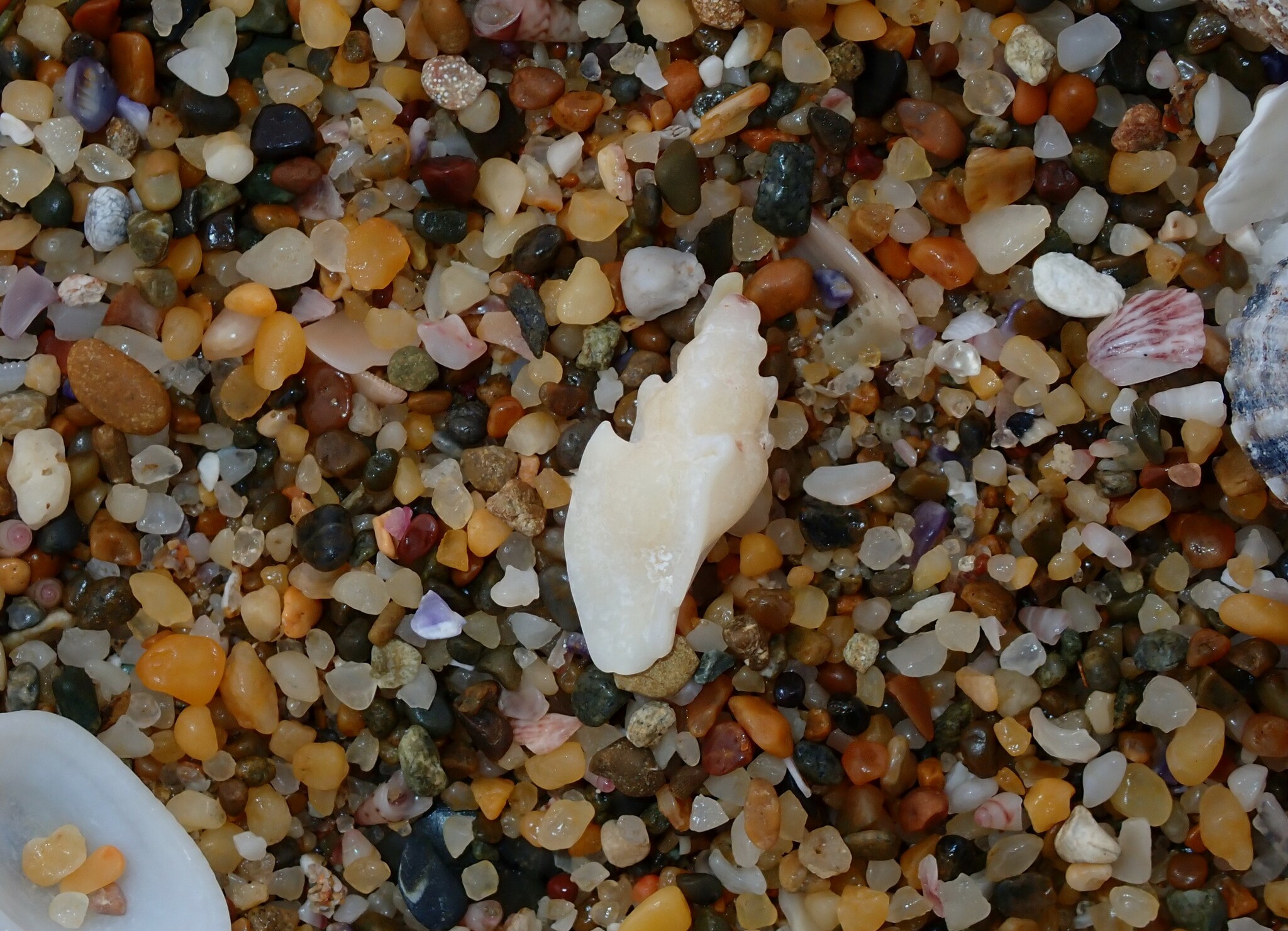 Prototyphis Ponder, 1972