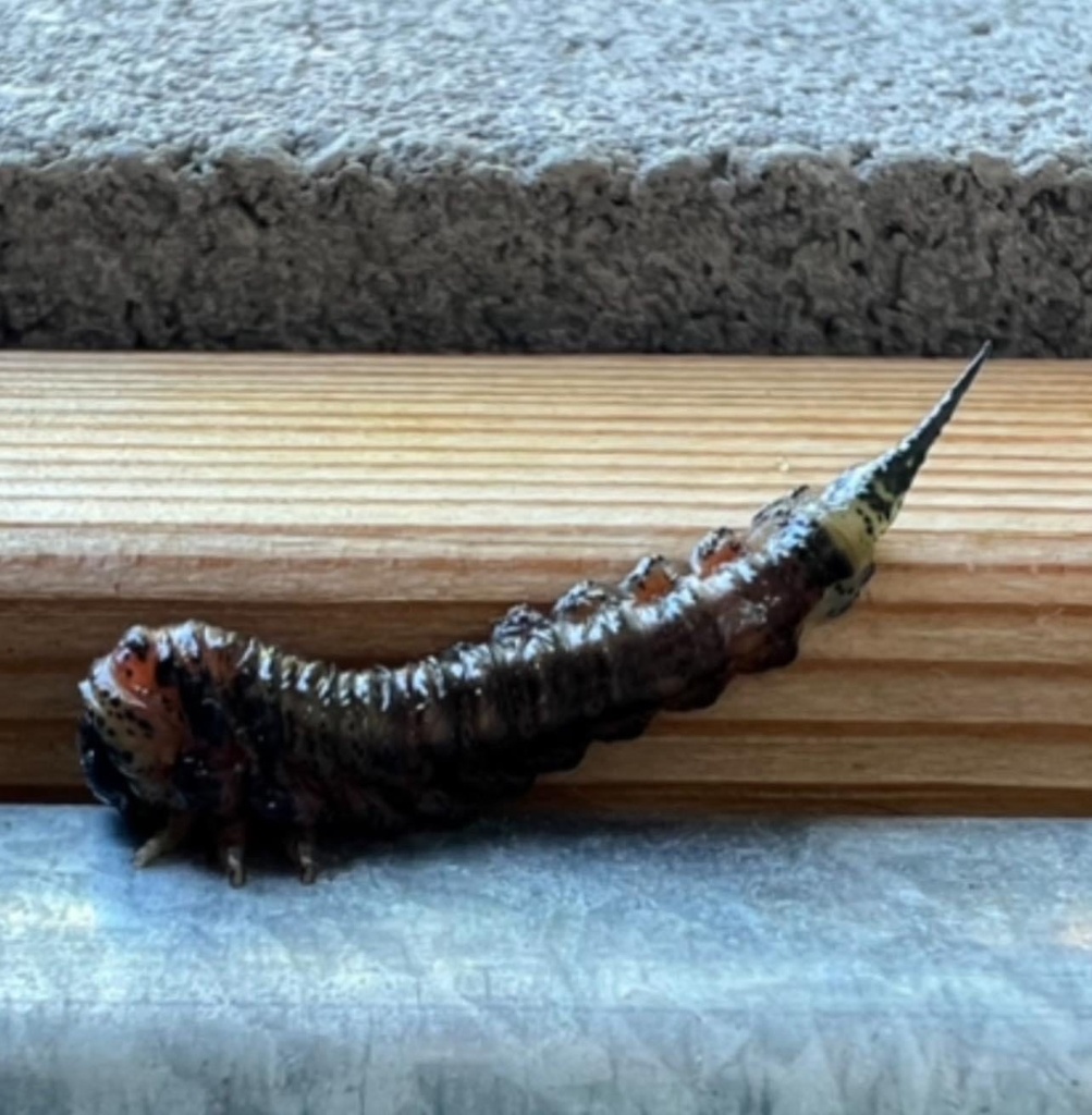 Sawflies, Horntails, and Wood Wasps from Robin Dr, Carrum Downs, VIC ...