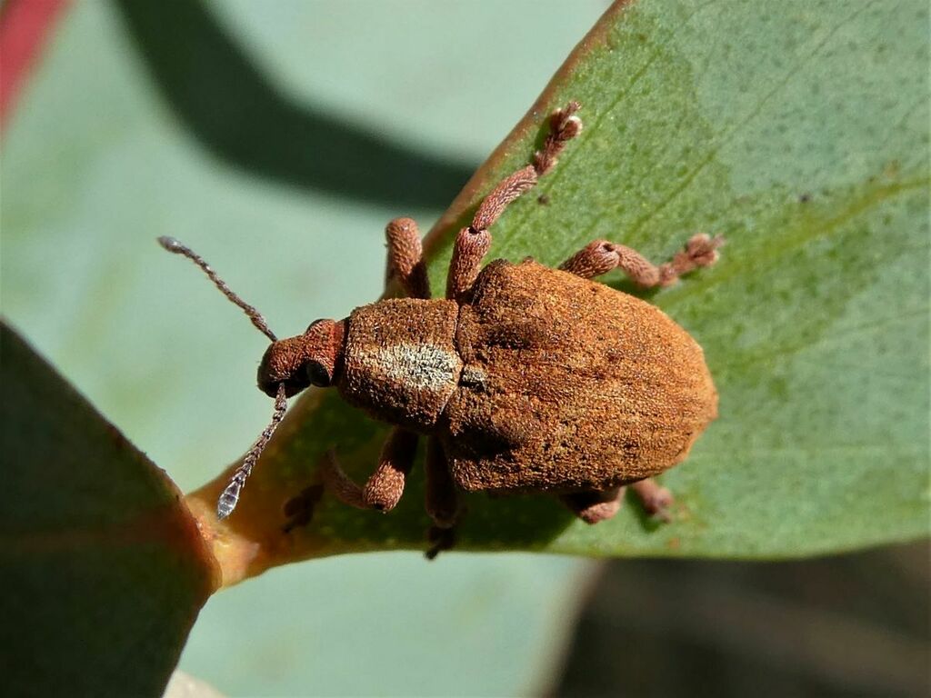 Eucalyptus Weevils from Tennent ACT 2620, Australia on April 25, 2023 ...
