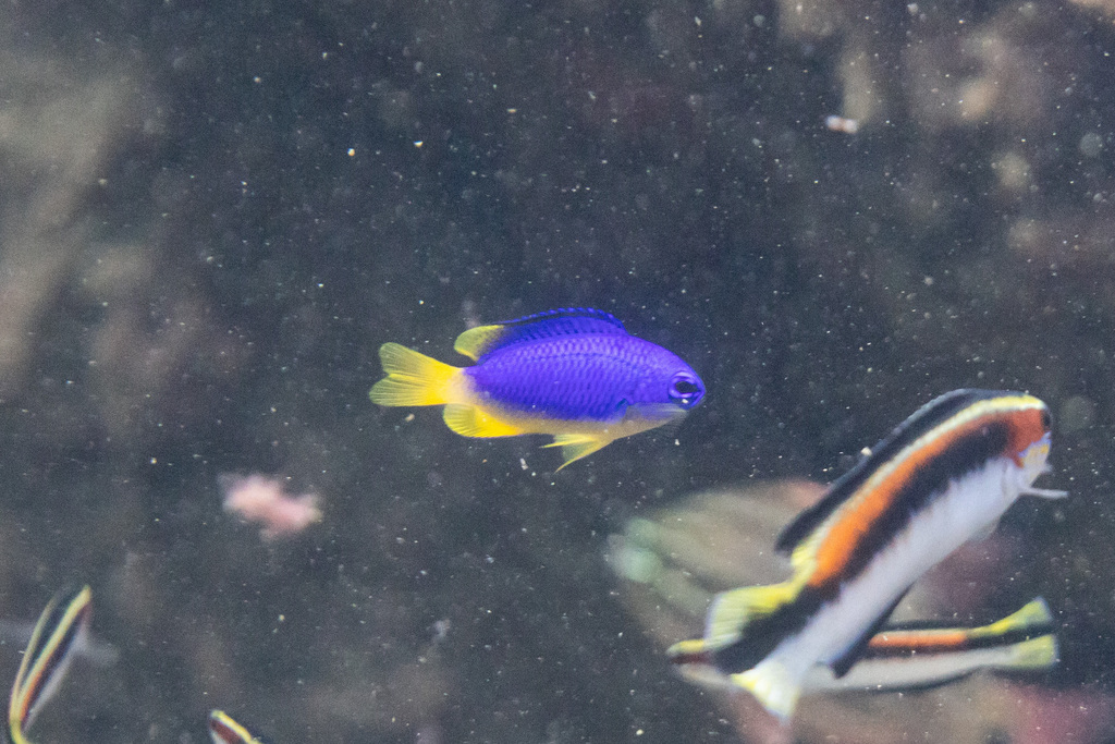 Neon Damselfish from Sydney NSW, Australia on April 25, 2023 at 11:53 AM by Michal · iNaturalist