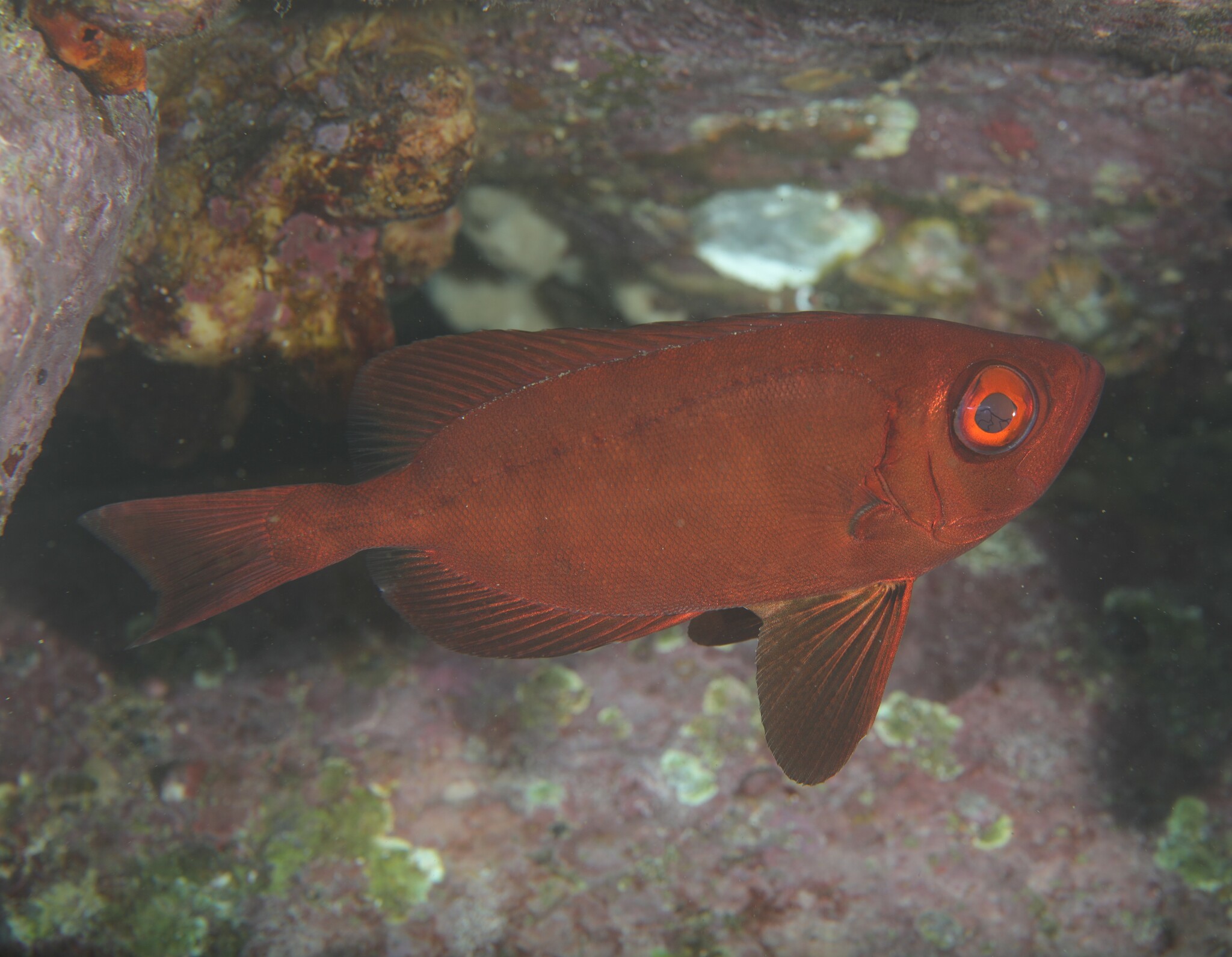 Heteropriacanthus cruentatus (Lacepède, 1801)