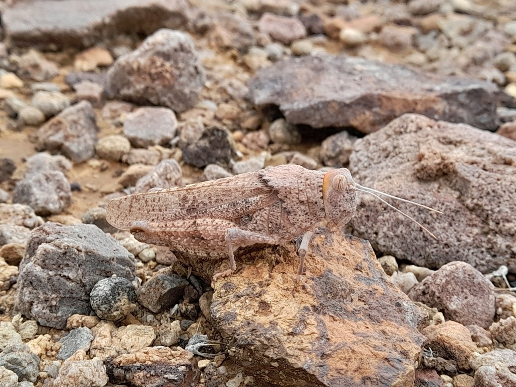 Buforania from Witchelina SA 5731, Australia on April 15, 2023 at 03:03 ...