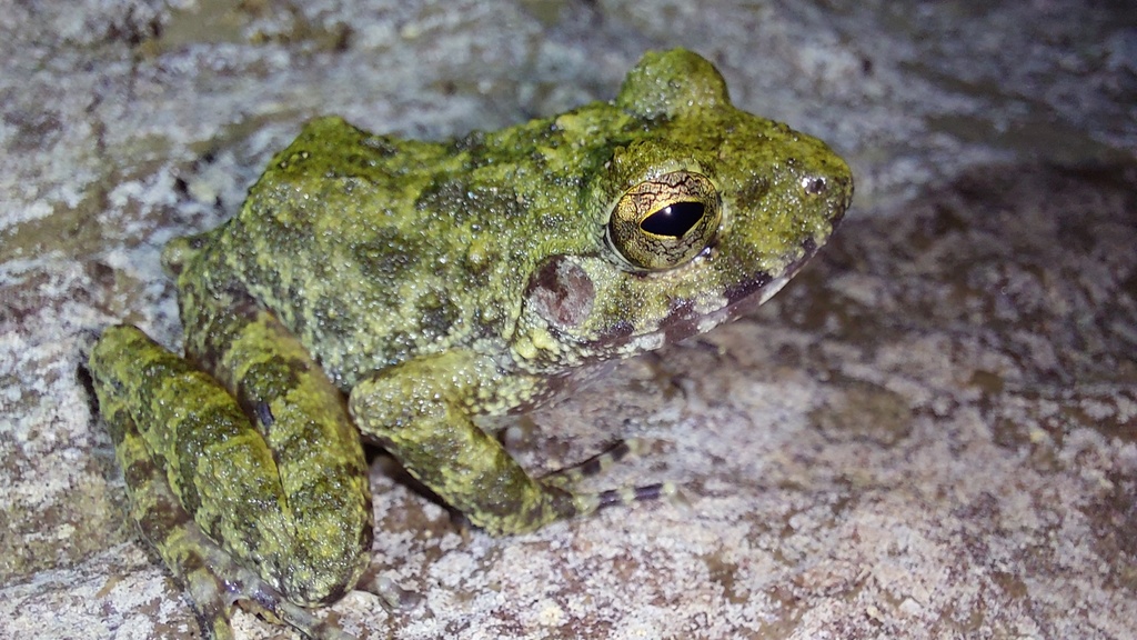 Negros Cave Frog in August 2021 by theosevis · iNaturalist