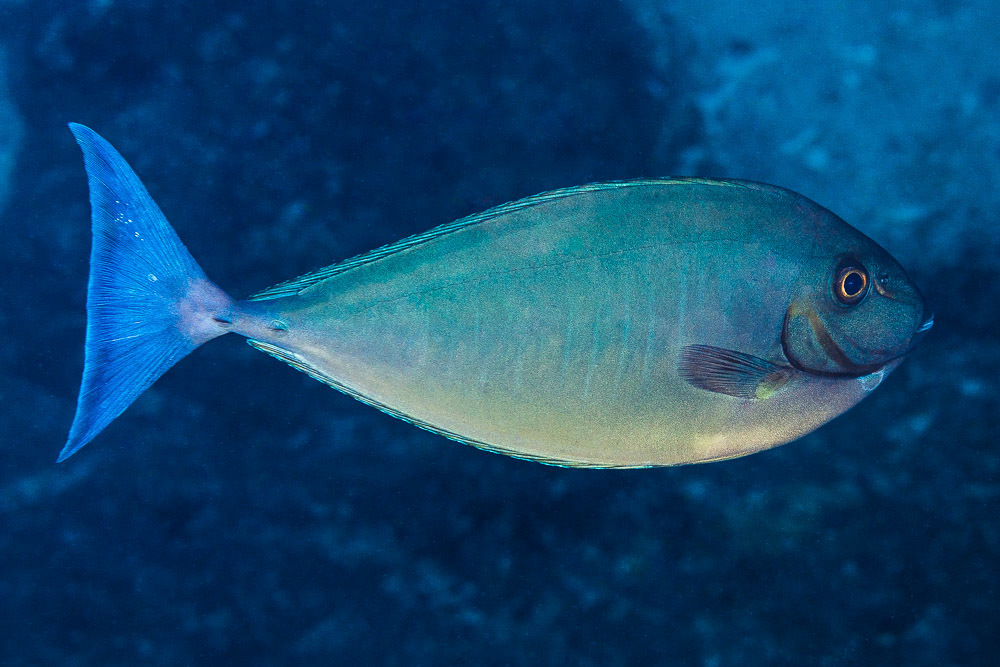 Sleek Unicornfish (Reef Fish of the Hawaiian Islands) · iNaturalist