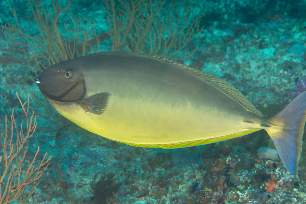 Sleek Unicornfish (Reef Fish of the Hawaiian Islands) · iNaturalist