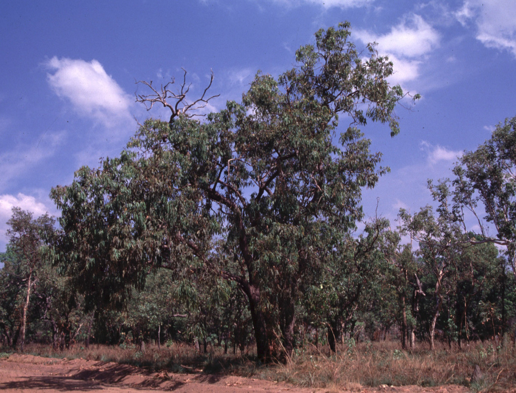 Corymbia ptychocarpa aptycha from Gunbalanya NT 0822, Australia on ...