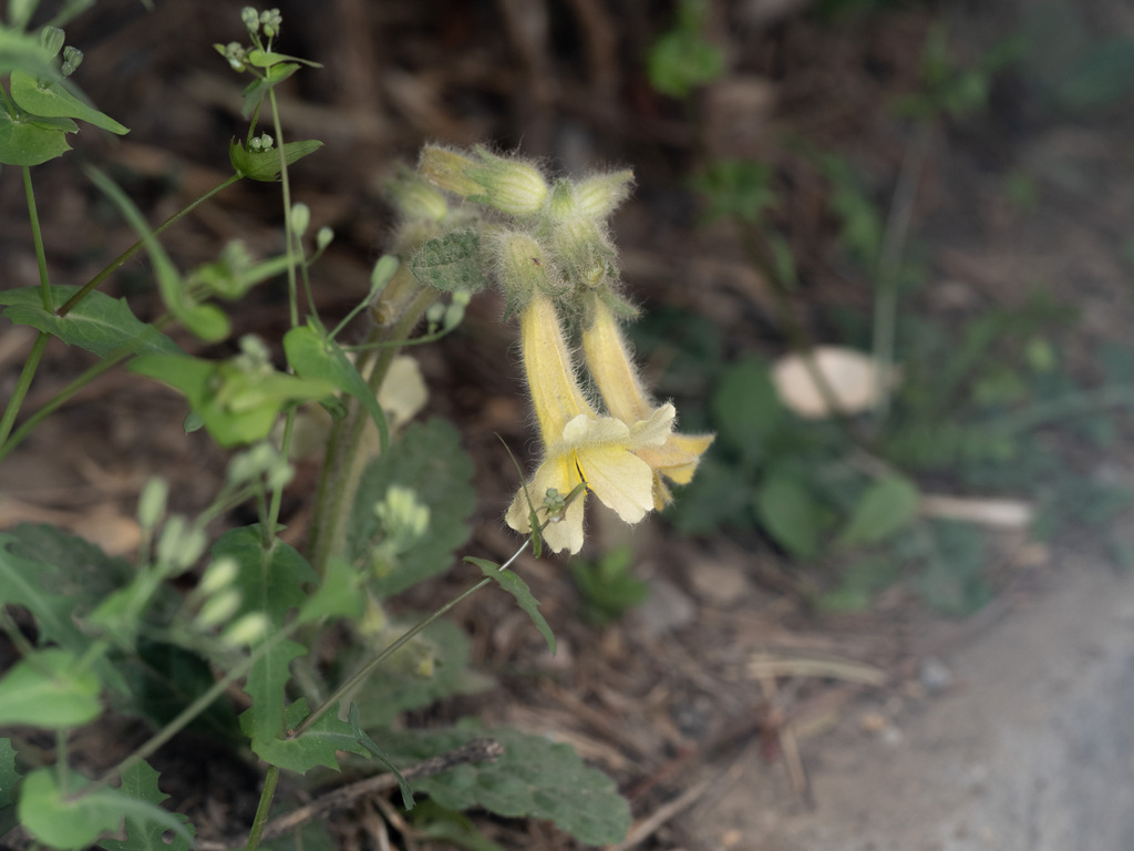 Rehmannia chrysantha from 中国北京市海淀区颐和园路5号 邮政编码: 100871 on April 13, 2023 ...