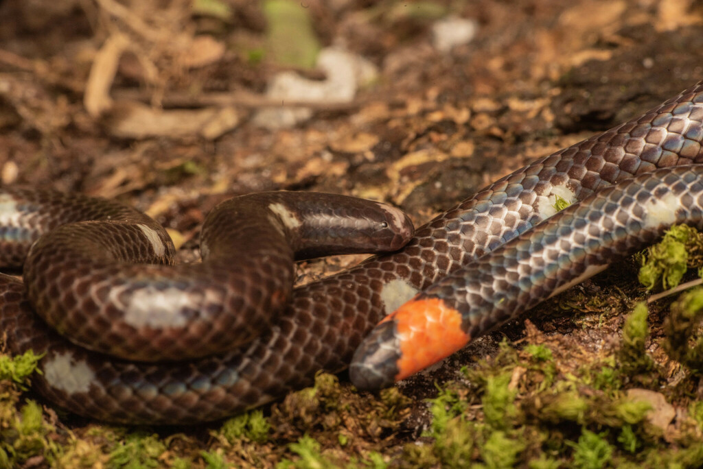 Anomochilus in April 2023 by Bob Zakaria · iNaturalist