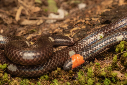 Dwarf Pipe Snakes (Anomochilidae) - Snakes and Lizards