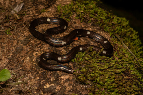 Dwarf Pipe Snakes (Anomochilidae) - Snakes and Lizards
