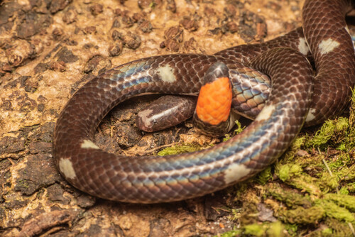 Dwarf Pipe Snakes (Anomochilidae) - Snakes and Lizards