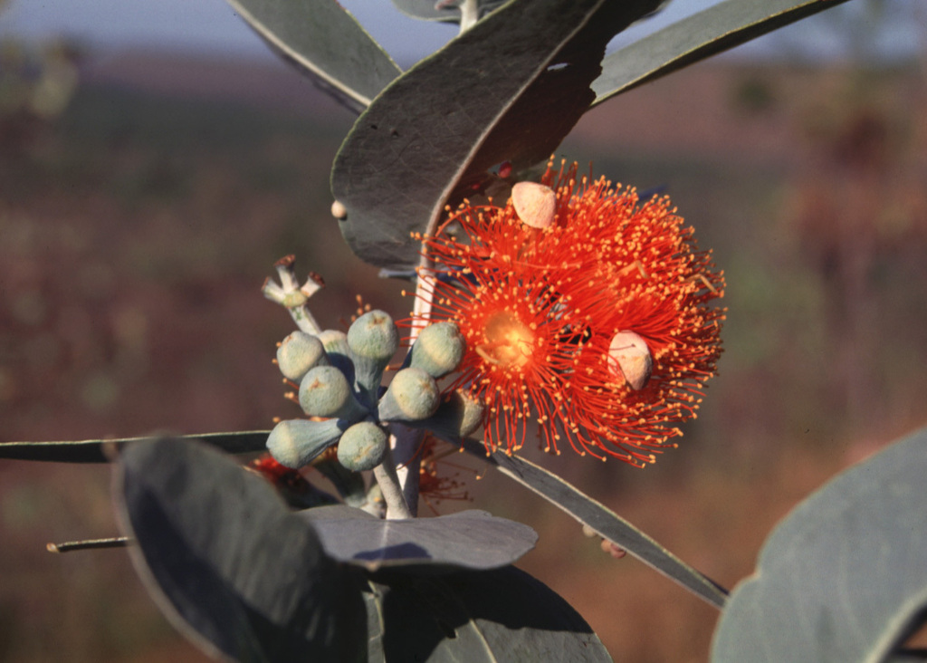 (Eucalyptus ceracea) - Botanical Realm