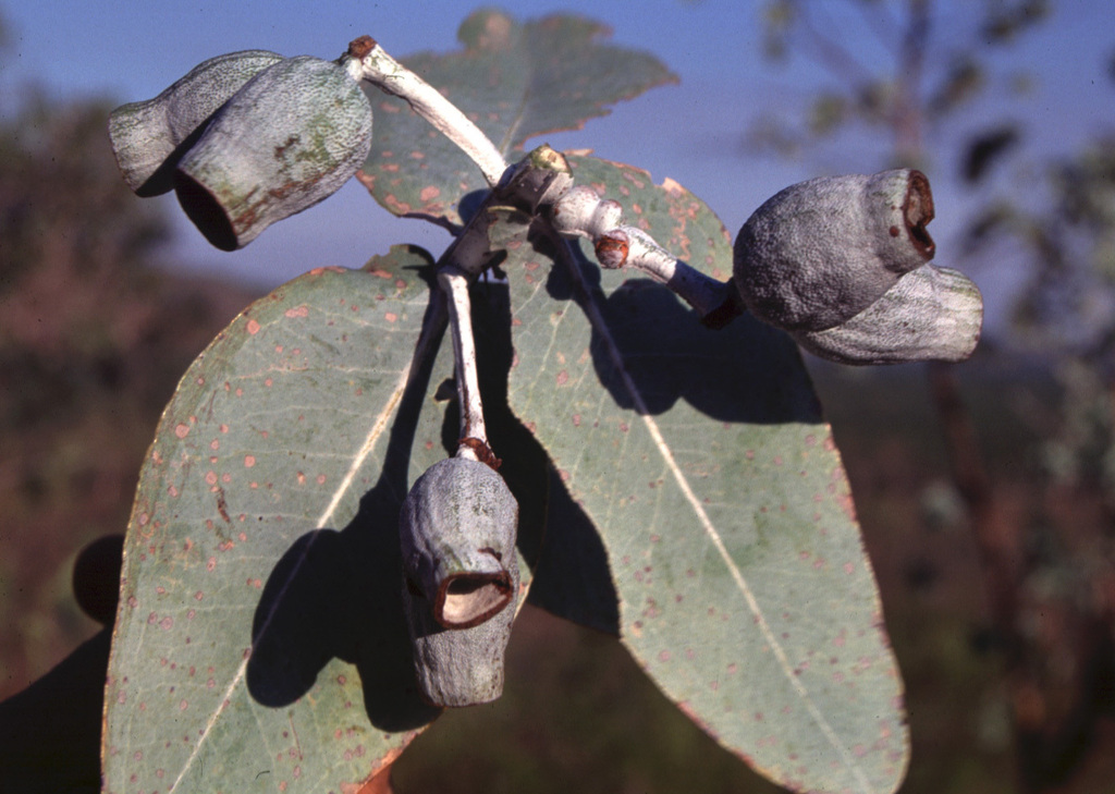 (Eucalyptus ceracea) - Botanical Realm