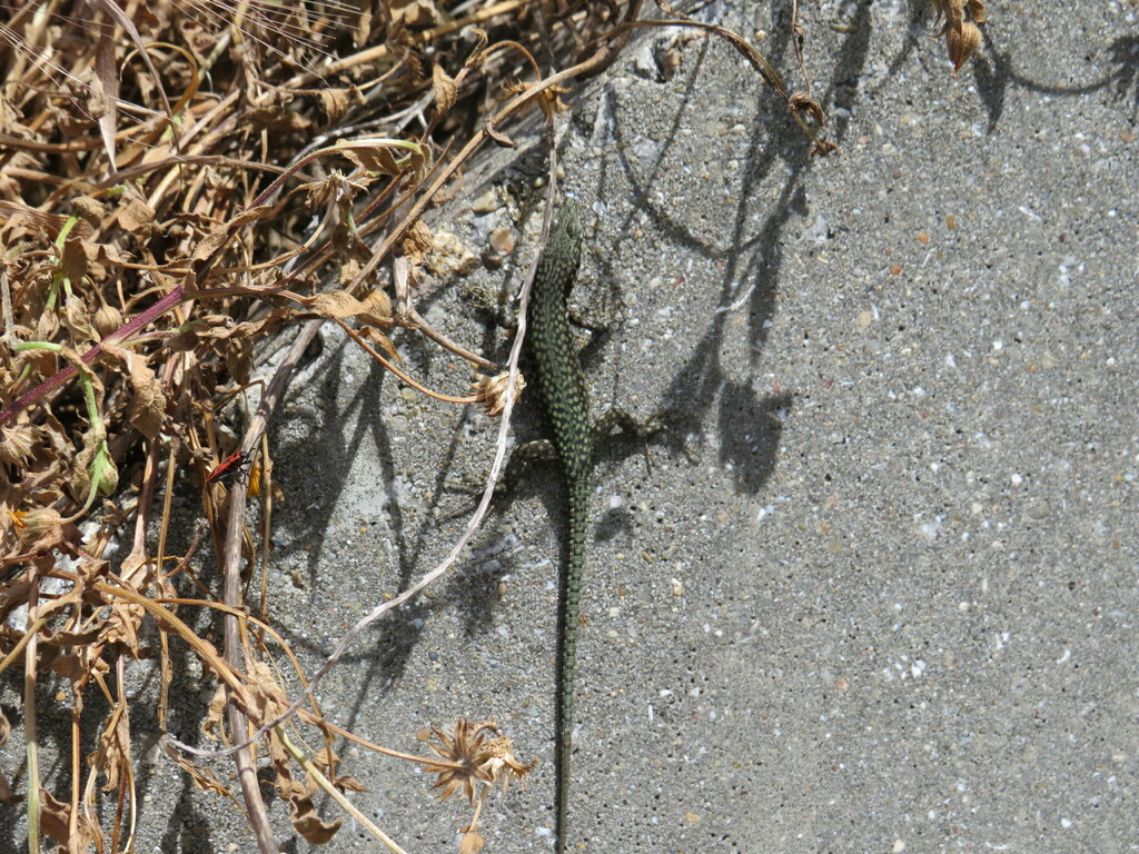 Green Iberian Wall Lizard from 7300 Portalegre, Portugal on March 19 ...