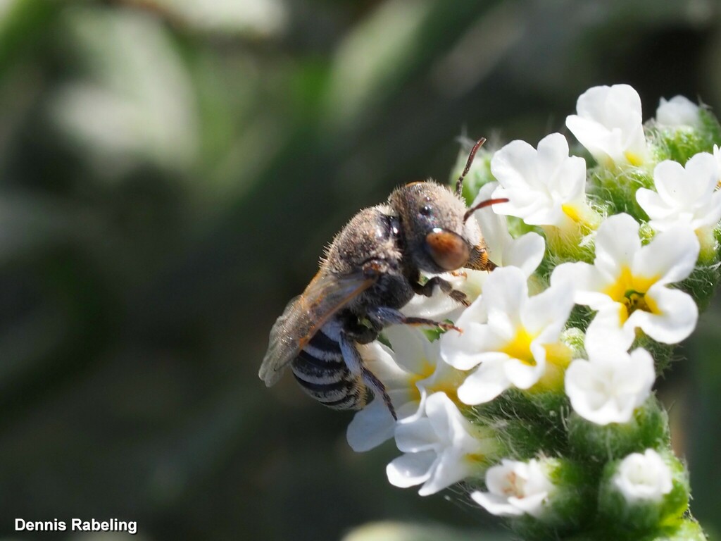 Haetosmia circumventa from Las Palmas, Spain on April 24, 2023 at 04:59 ...