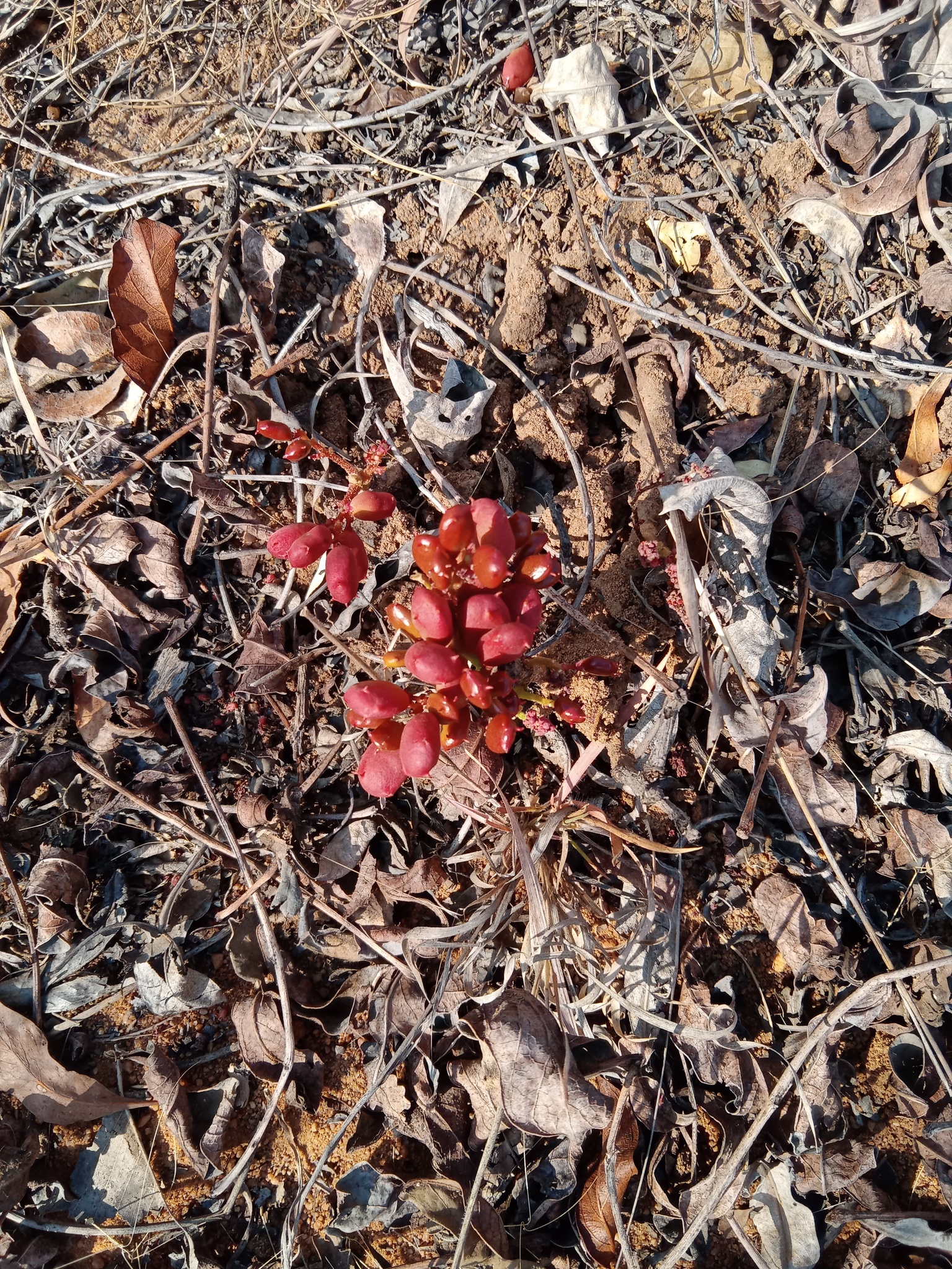 Lannea edulis (Sond.) Engl.