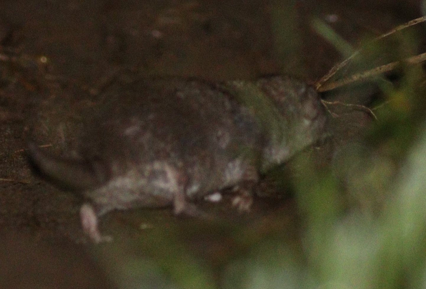 Suncus murinus (Linnaeus, 1766)