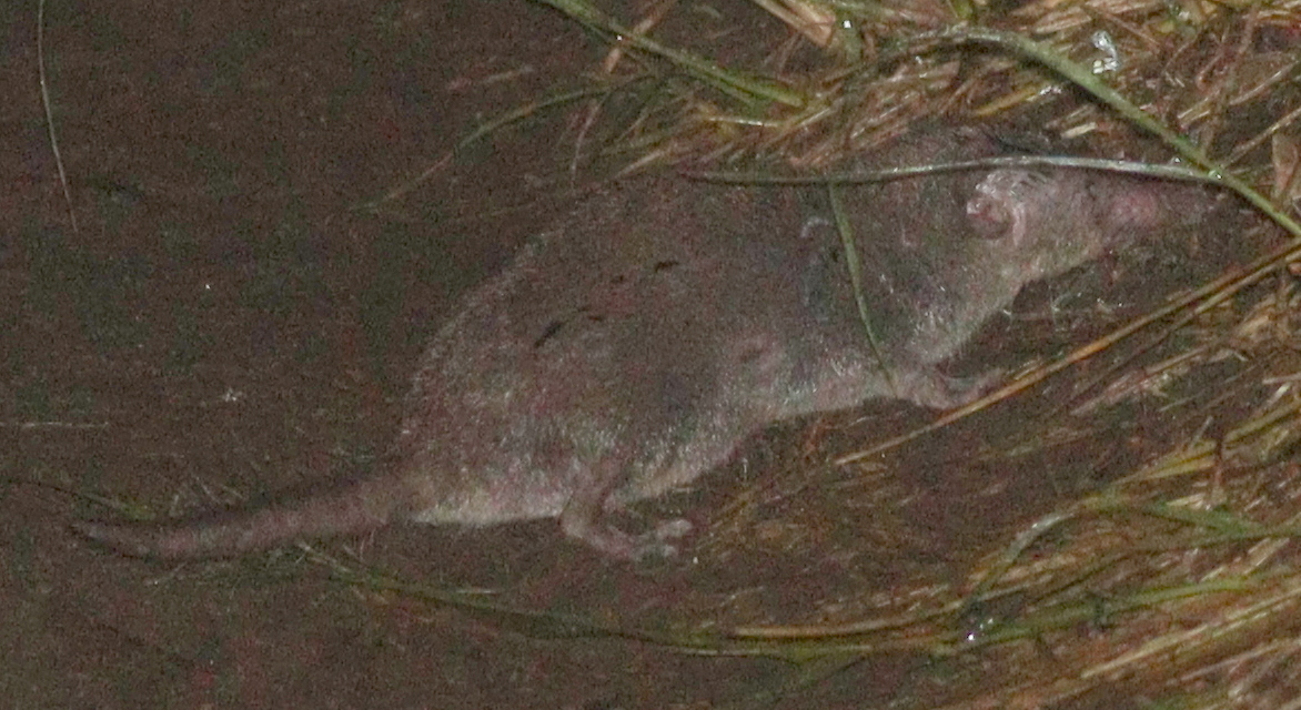 Suncus murinus (Linnaeus, 1766)