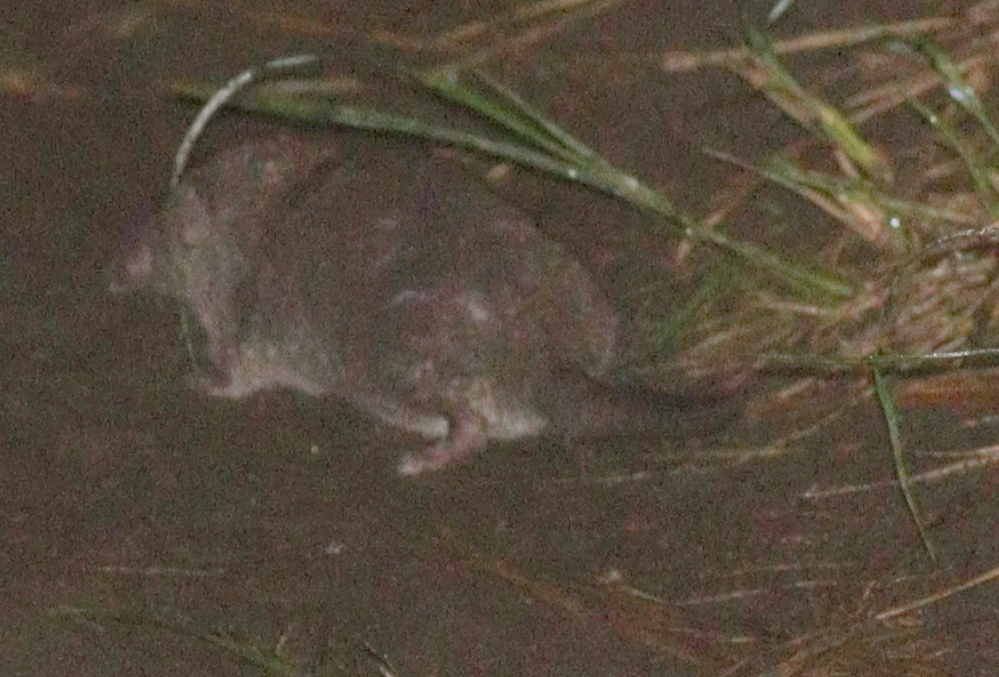 Suncus murinus (Linnaeus, 1766)