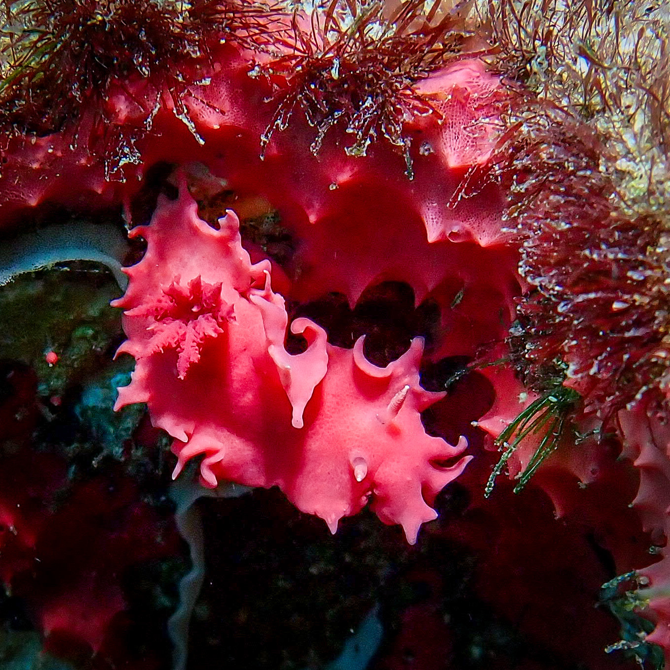 Verconia verconis (Basedow & Hedley, 1905)